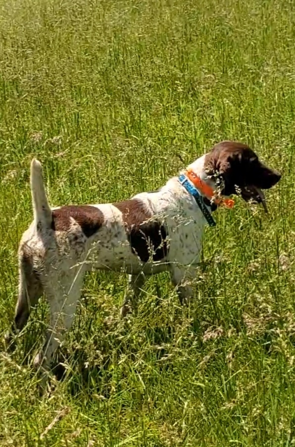 Trained one year old male GSP