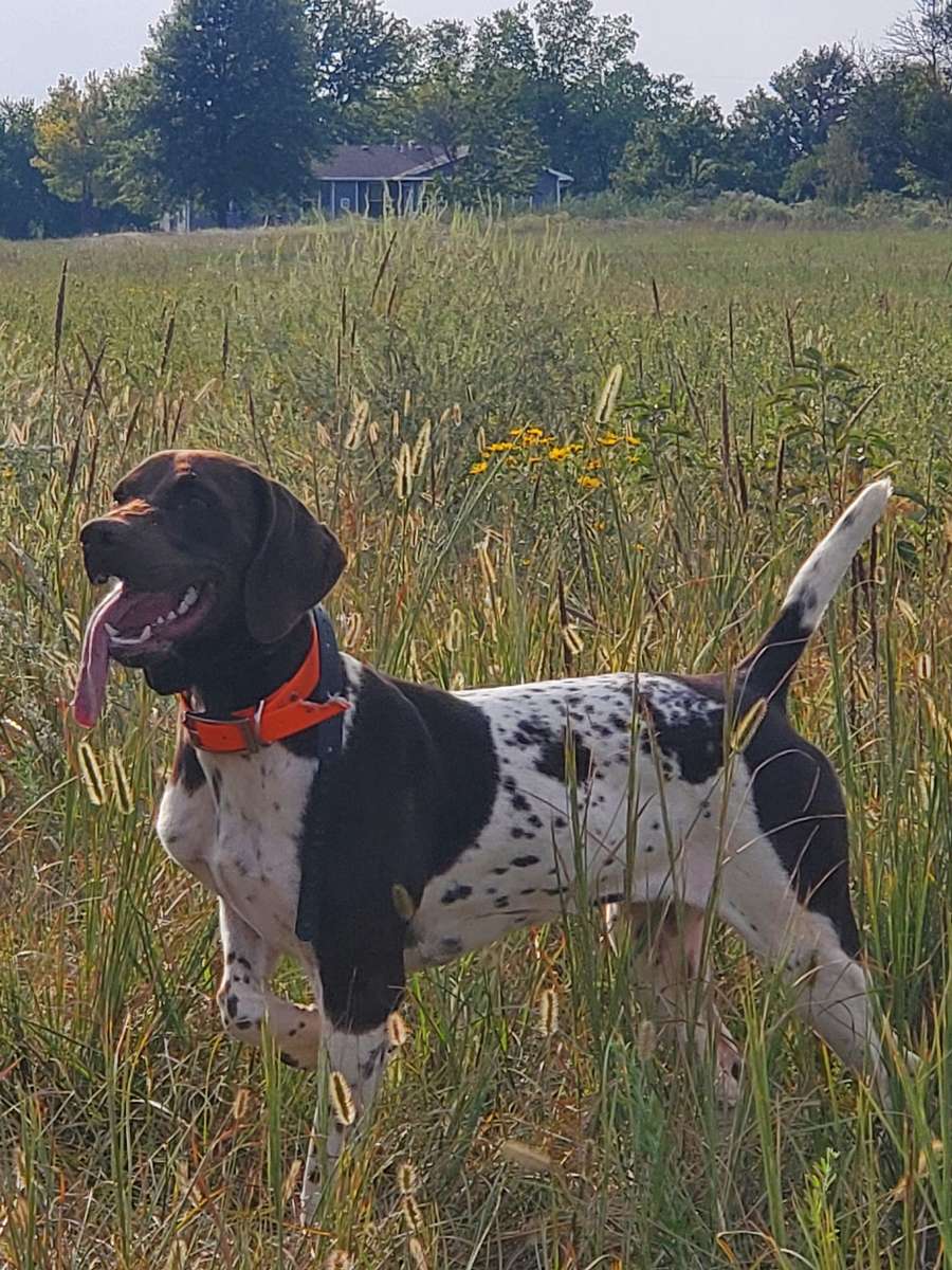 Gun Dog Training Texas, Kansas, Oklahoma | German Shorthaired Pointers ...